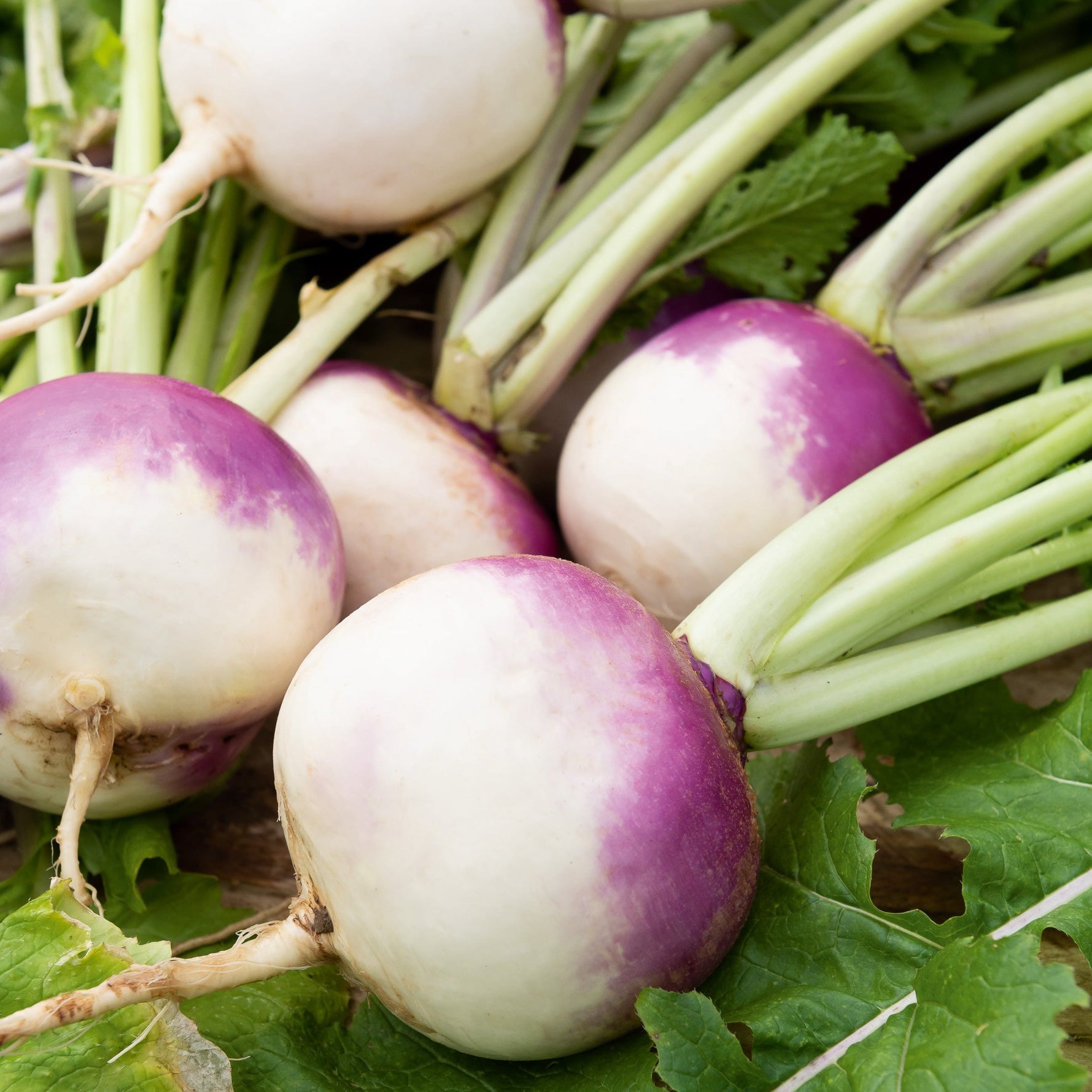 Graines de navet, semences locales et reproductibles