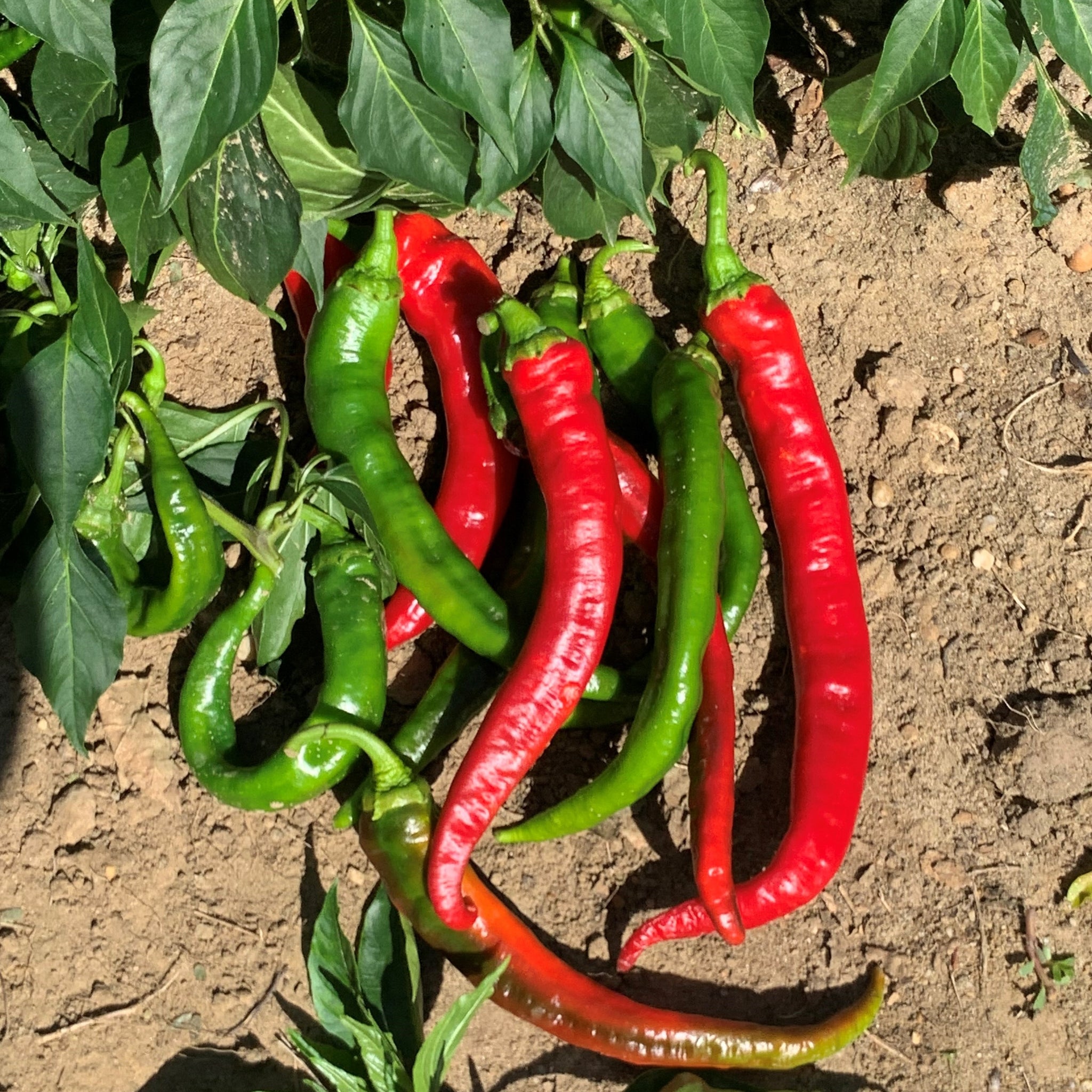 Graines de poivrons, semences locales produites en France