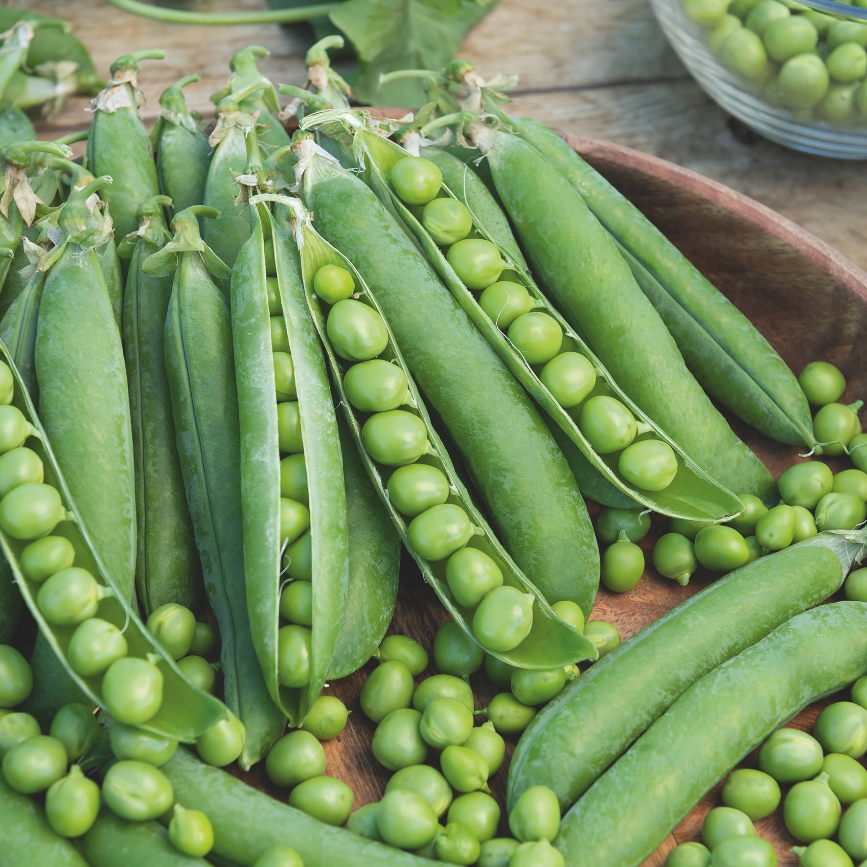 Graines de Pois, semences de pois locale