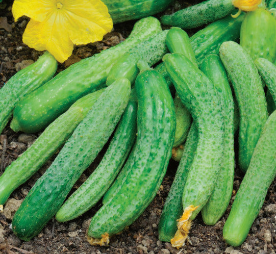 Graines de cornichons, semences locales produite en France