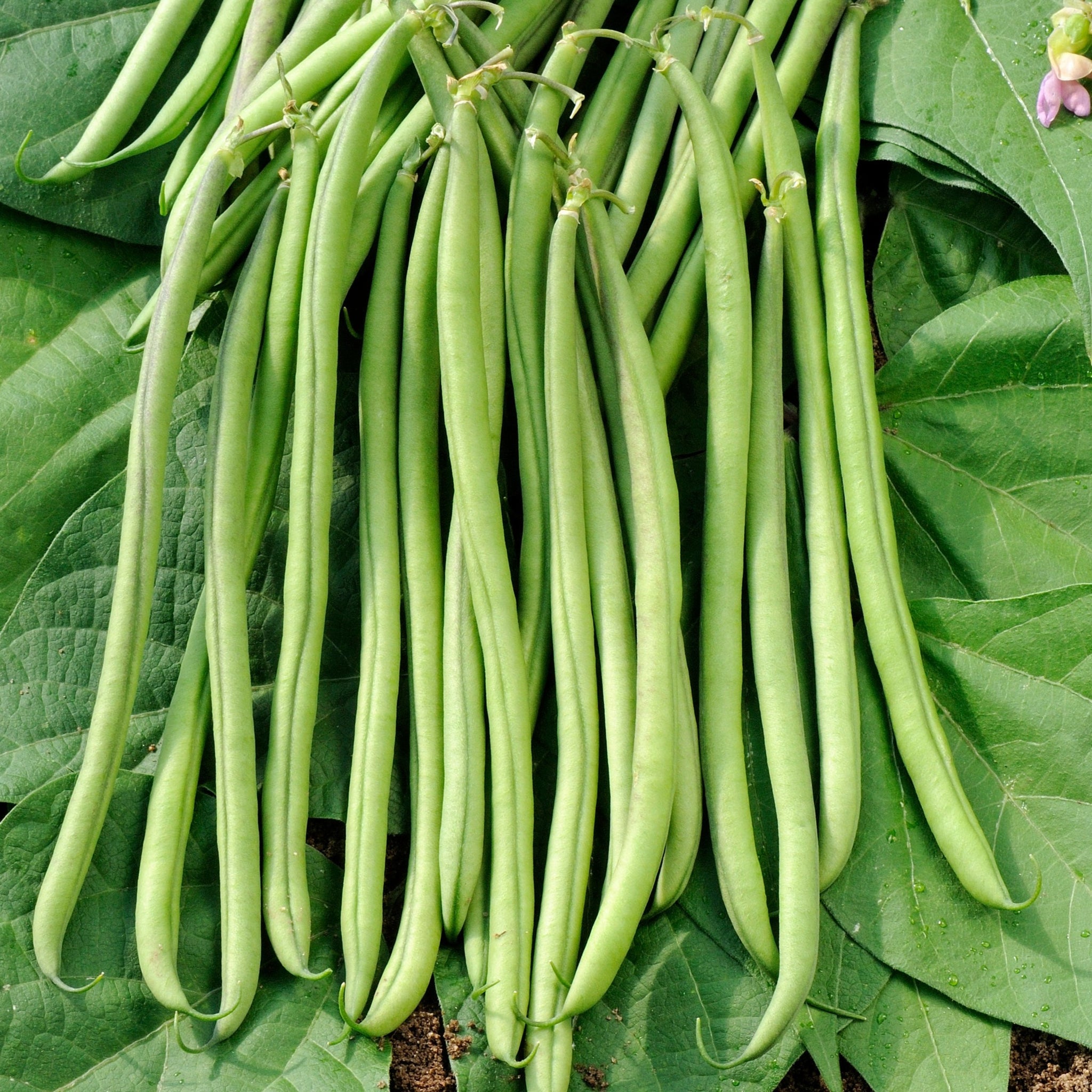 Haricot nain Mascaret