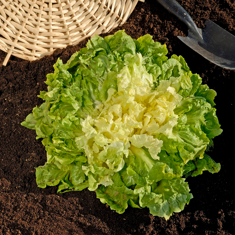 Chicorée scarole blonde à coeur plein