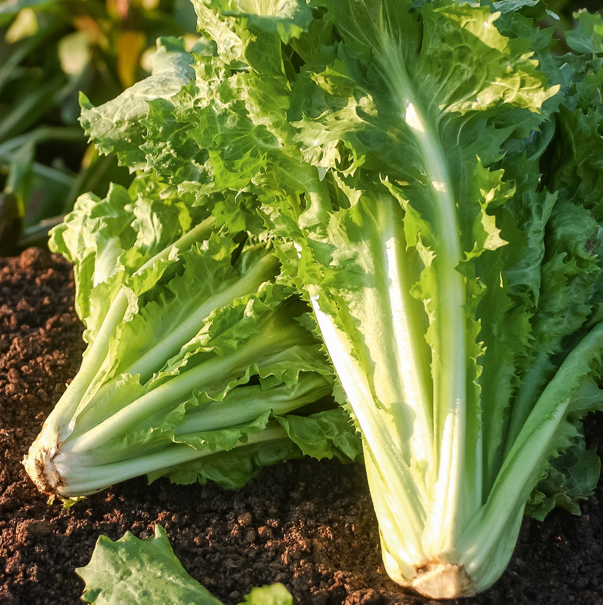 Chicorée scarole en cornet de Bordeaux