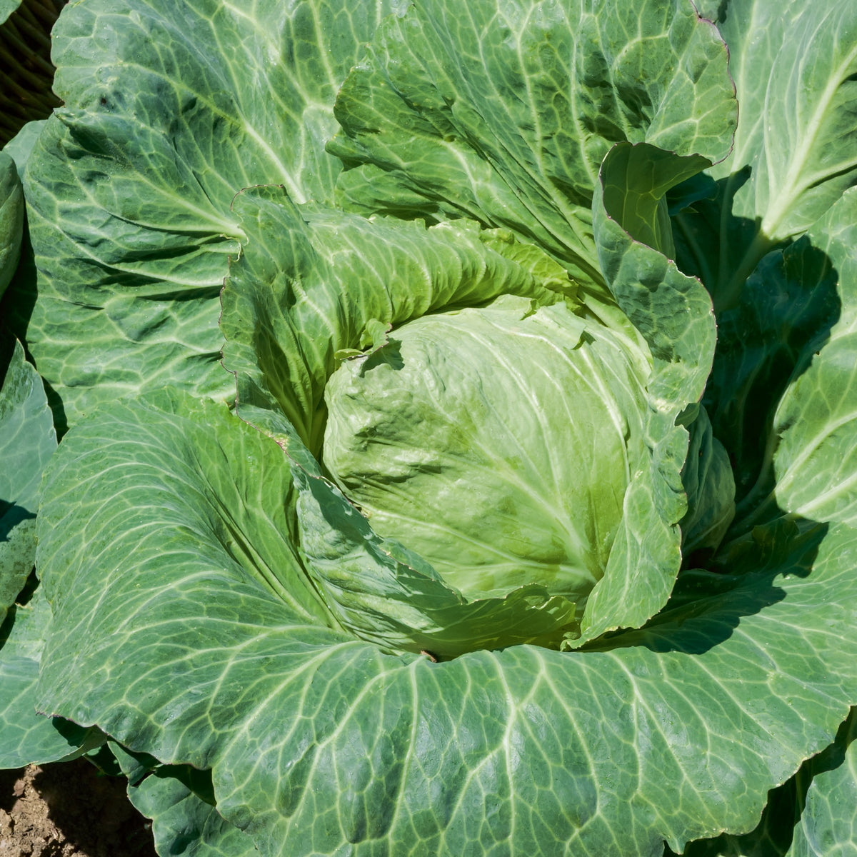 Chou cabus coeur de boeuf des vertus