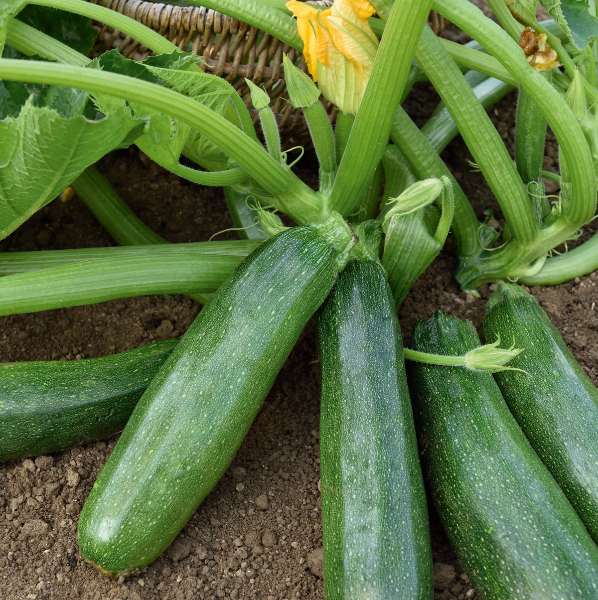 Courgette verte longue maraîchère