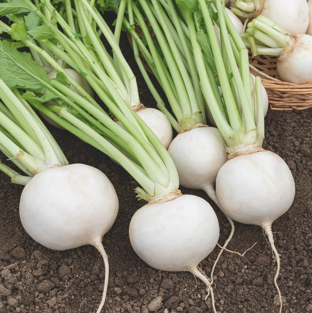 Navet rave du Limousin