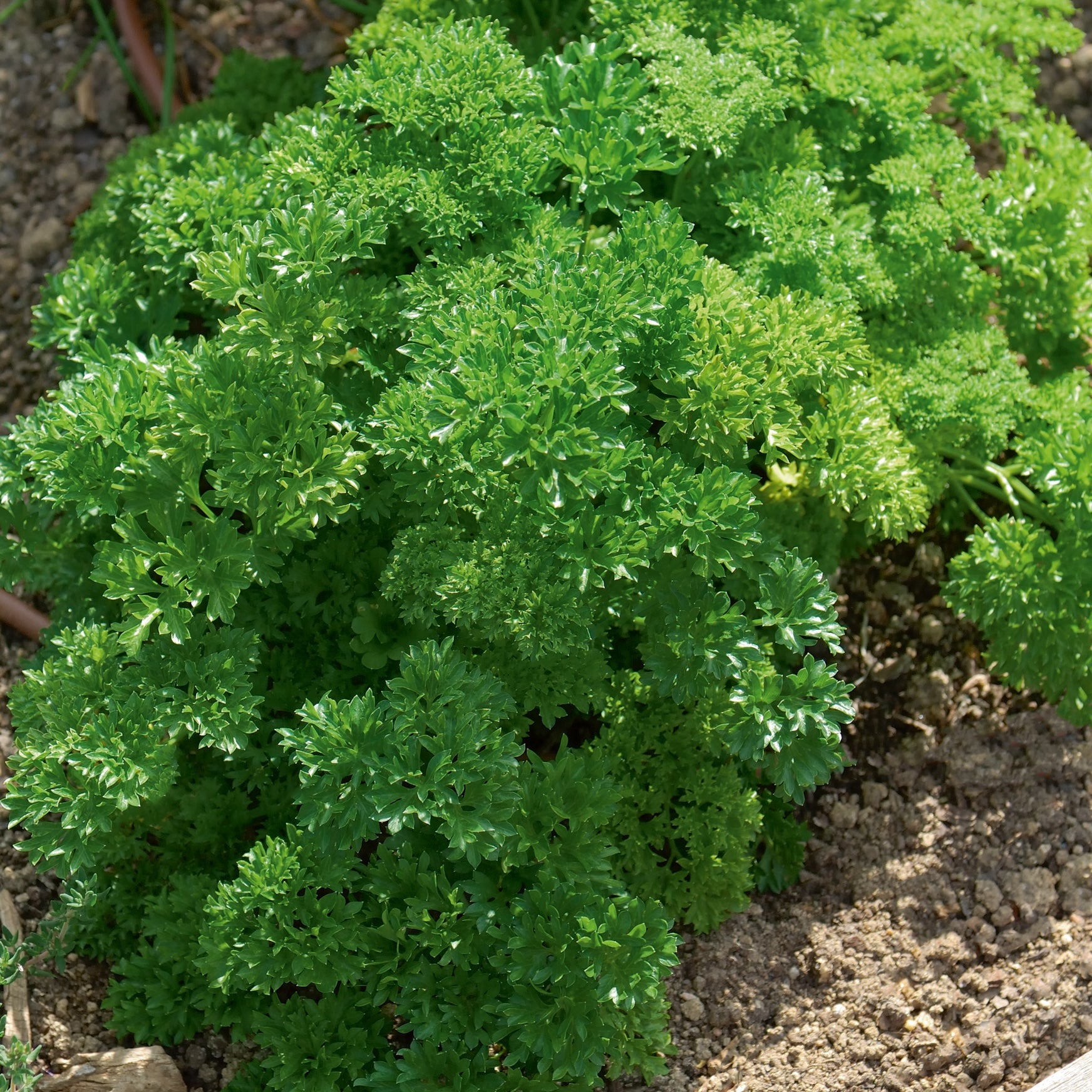 graines de persil frisé vert foncé