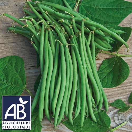 Vente de graines potagères et florales reproductibles, 1OO% françaises